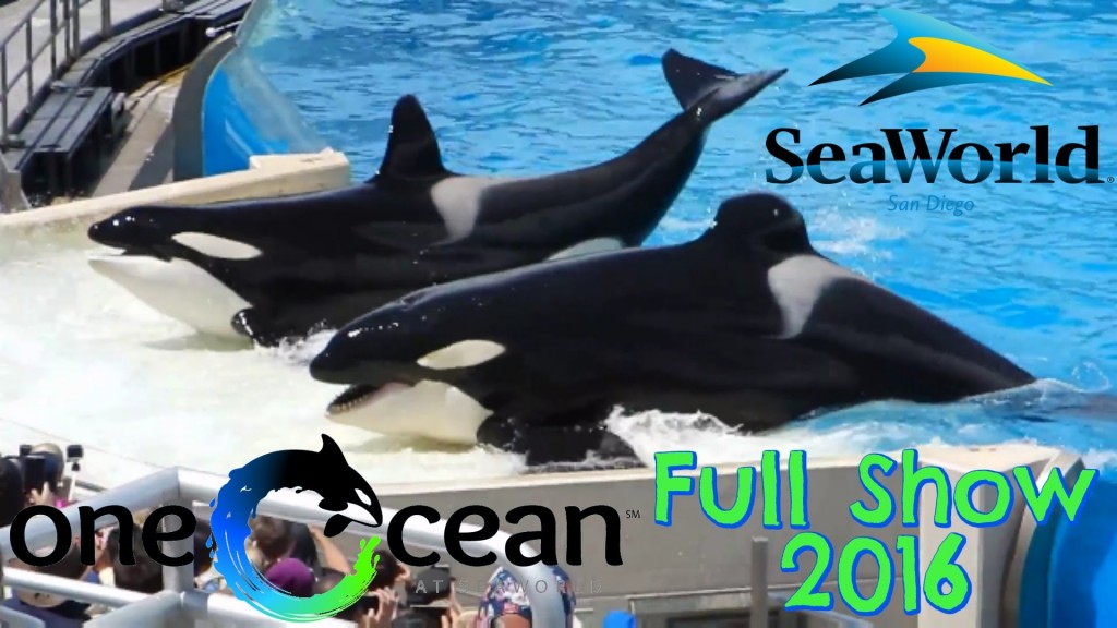 SeaWorld One Ocean Show Killer Whale Show - Live 5
